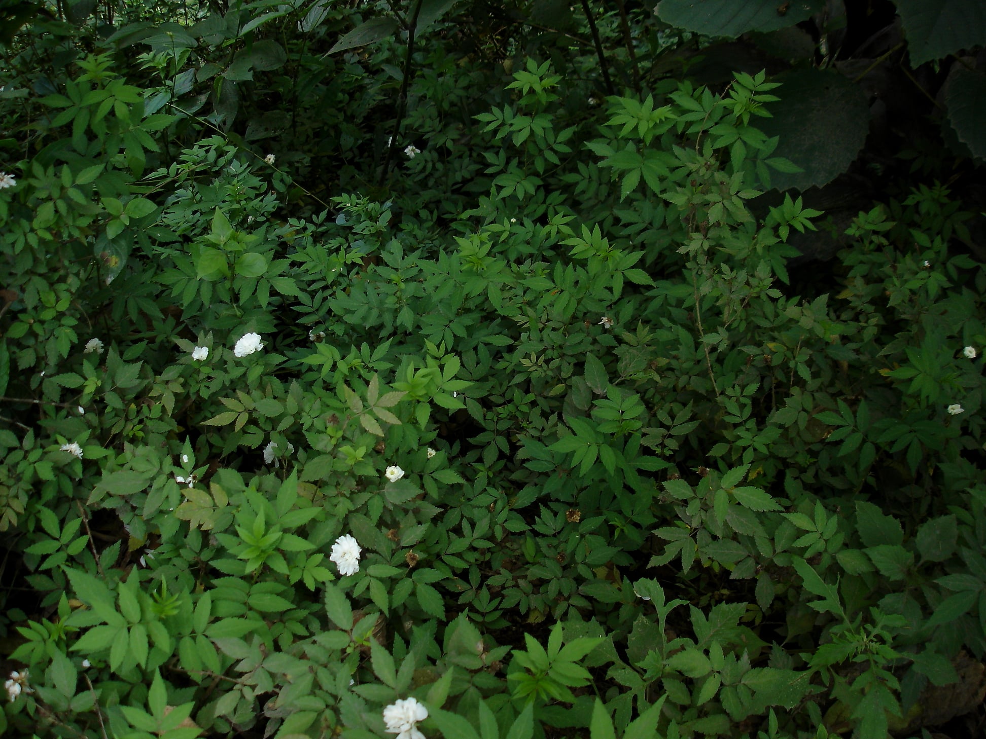 Rubus rosifolius f. coronarius – Rubus do Brasil