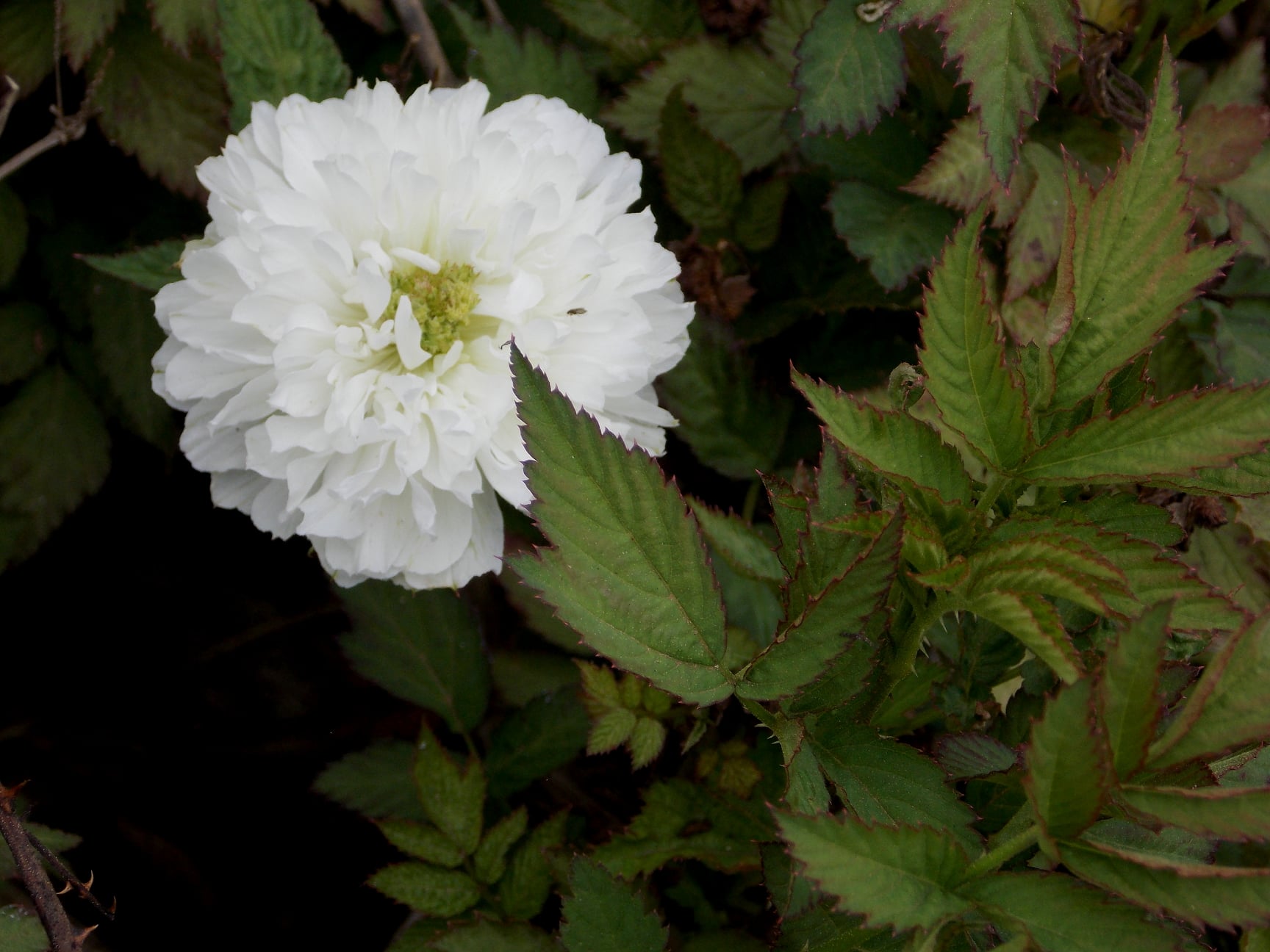 Rubus rosifolius f. coronarius – Rubus do Brasil