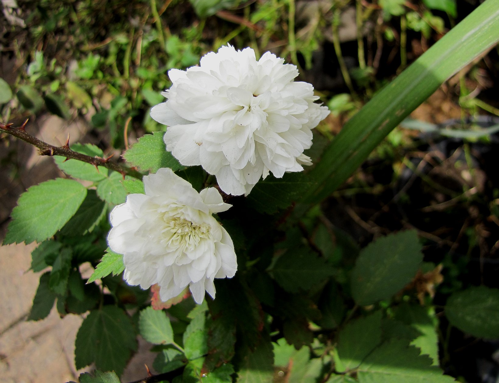Rubus rosifolius f. coronarius – Rubus do Brasil