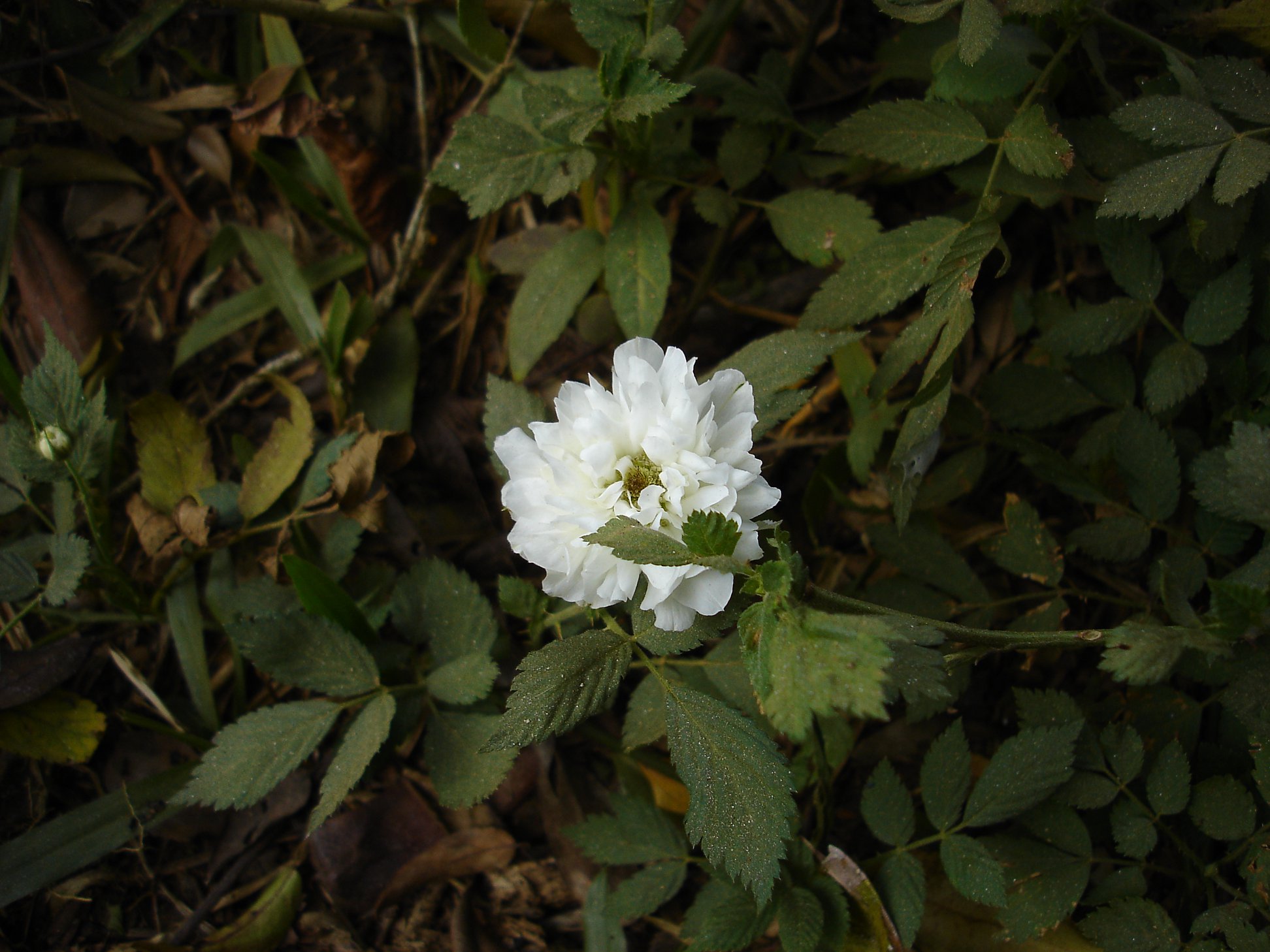 Rubus rosifolius f. coronarius – Rubus do Brasil