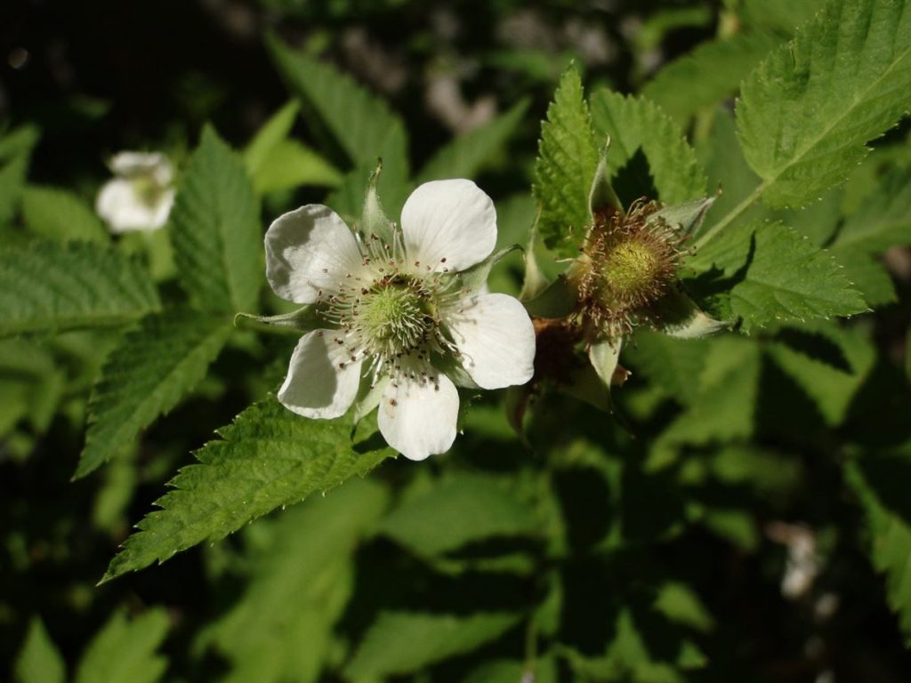 Rubus rosifolius – Rubus do Brasil