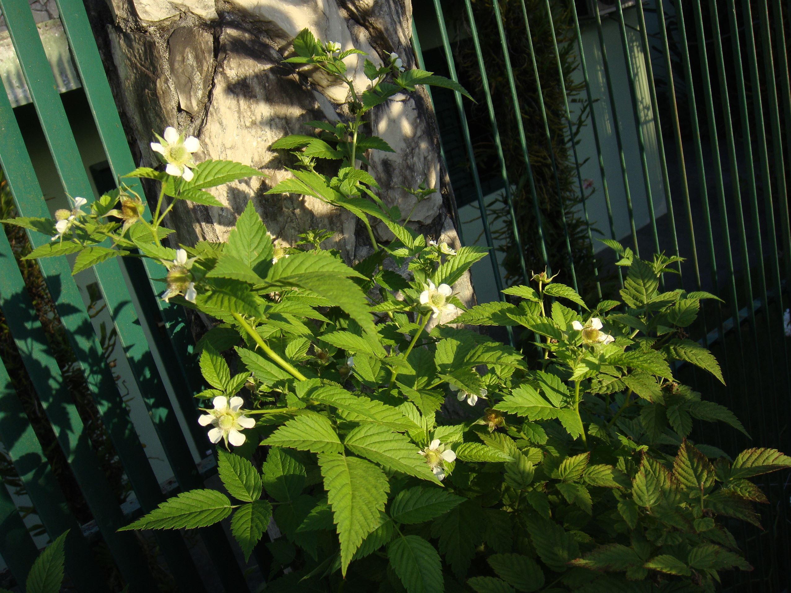 Rubus rosifolius – Rubus do Brasil