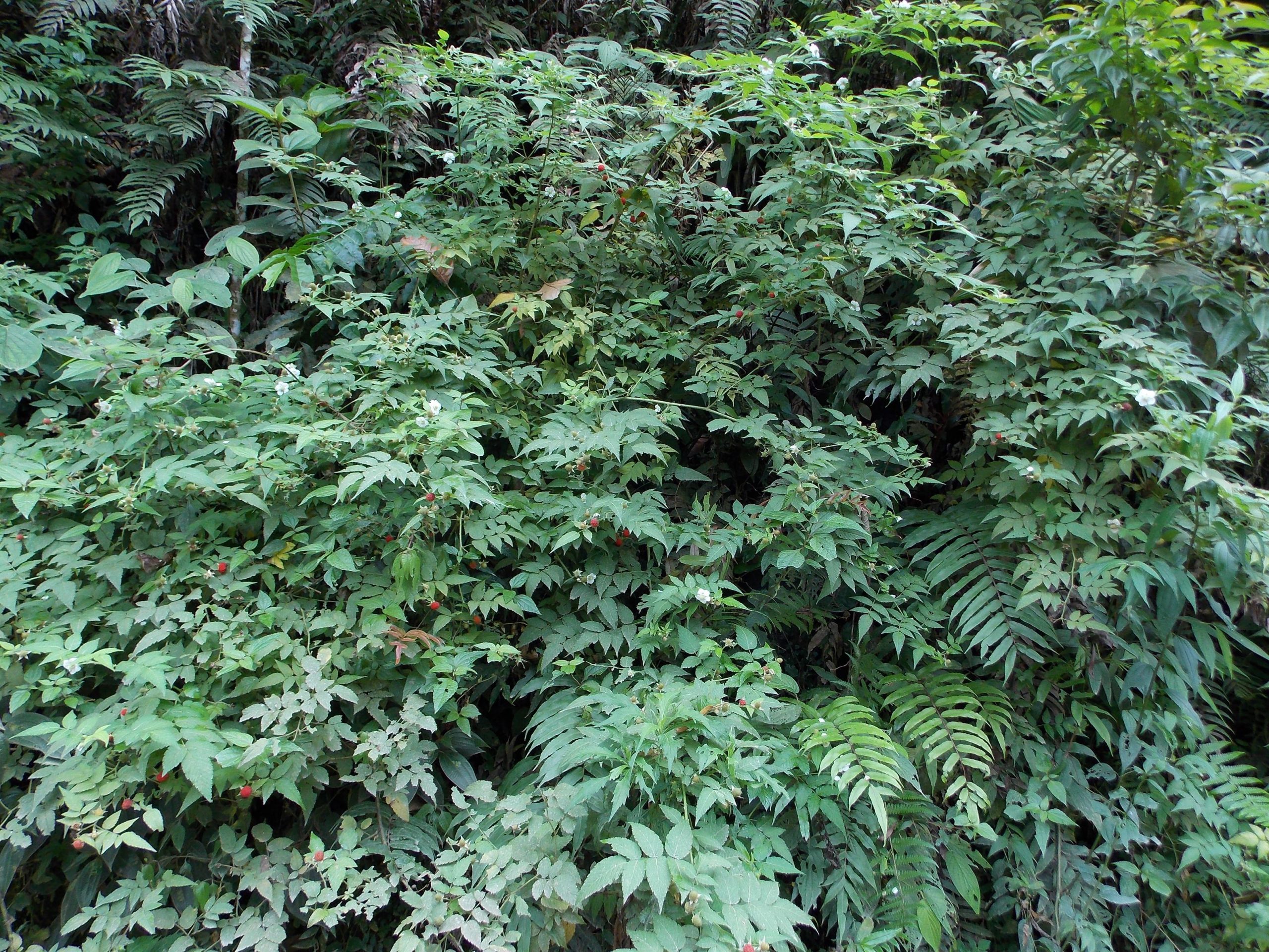 Rubus rosifolius – Rubus do Brasil