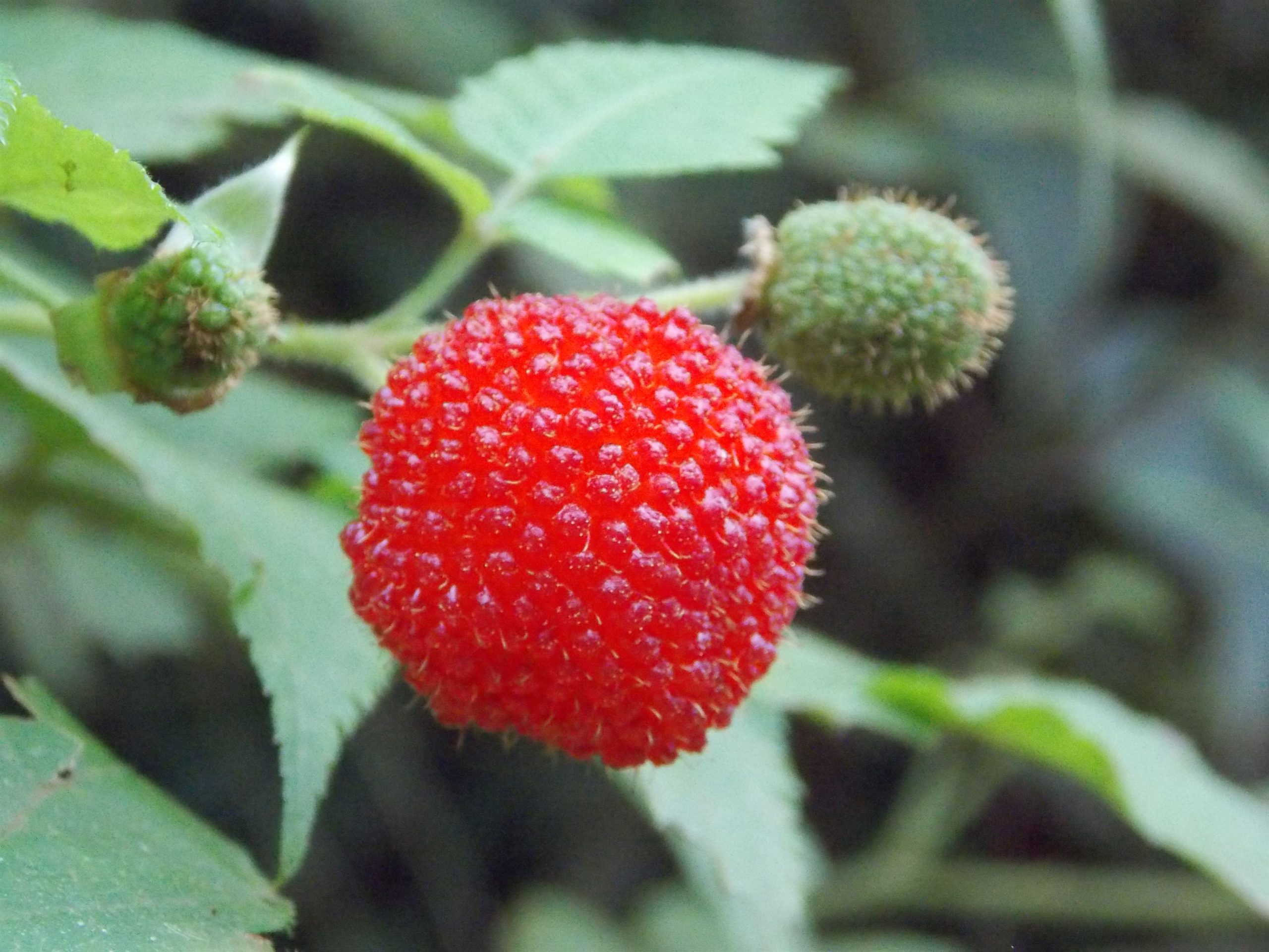 Rubus rosifolius – Rubus do Brasil