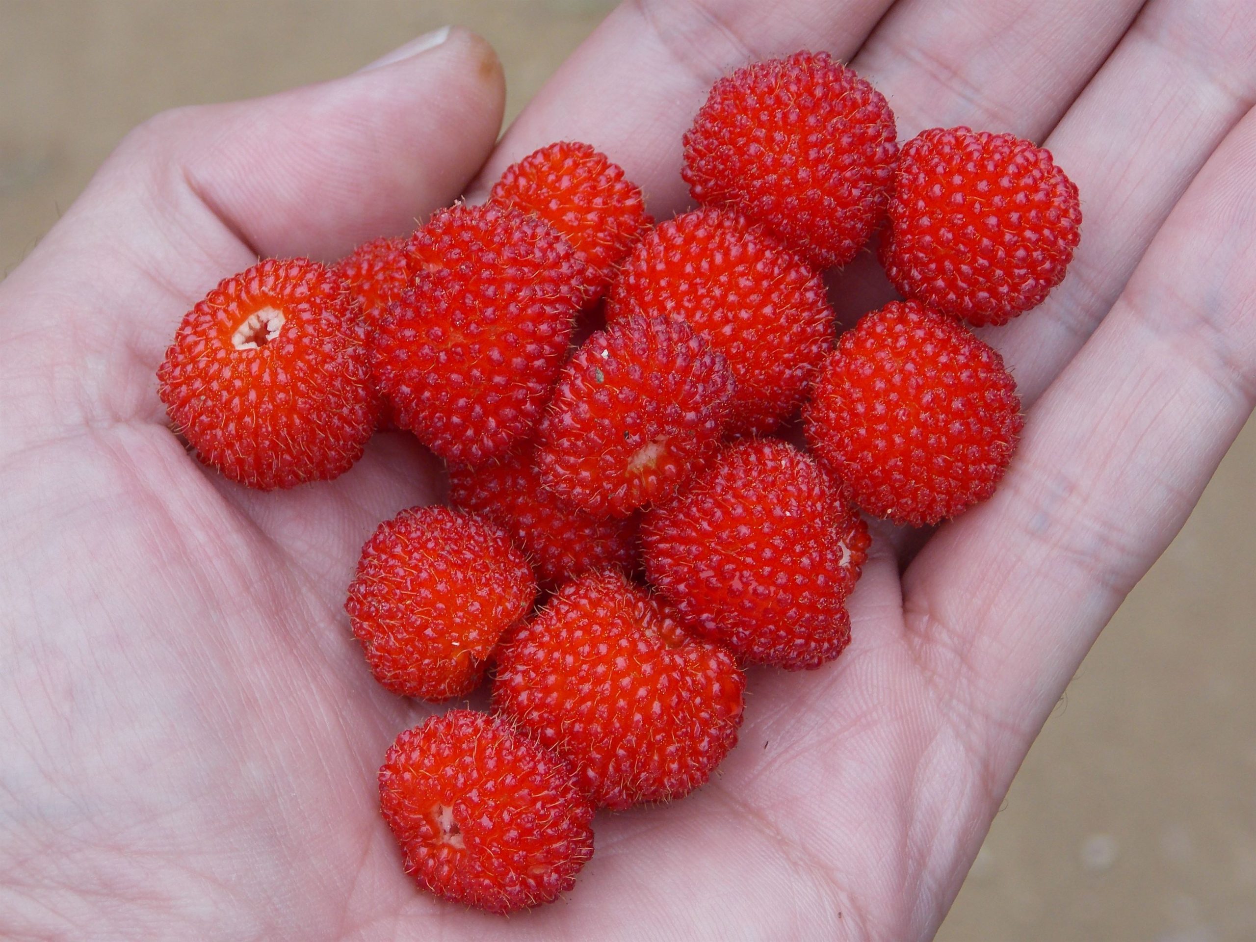 Rubus rosifolius – Rubus do Brasil