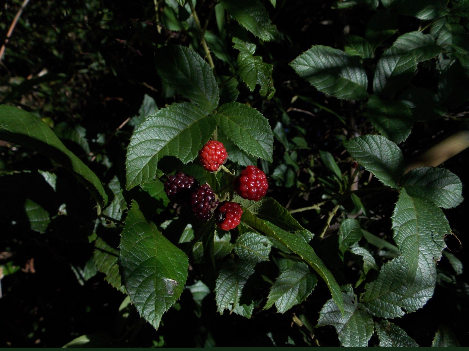 Rubus brasiliensis – Rubus do Brasil
