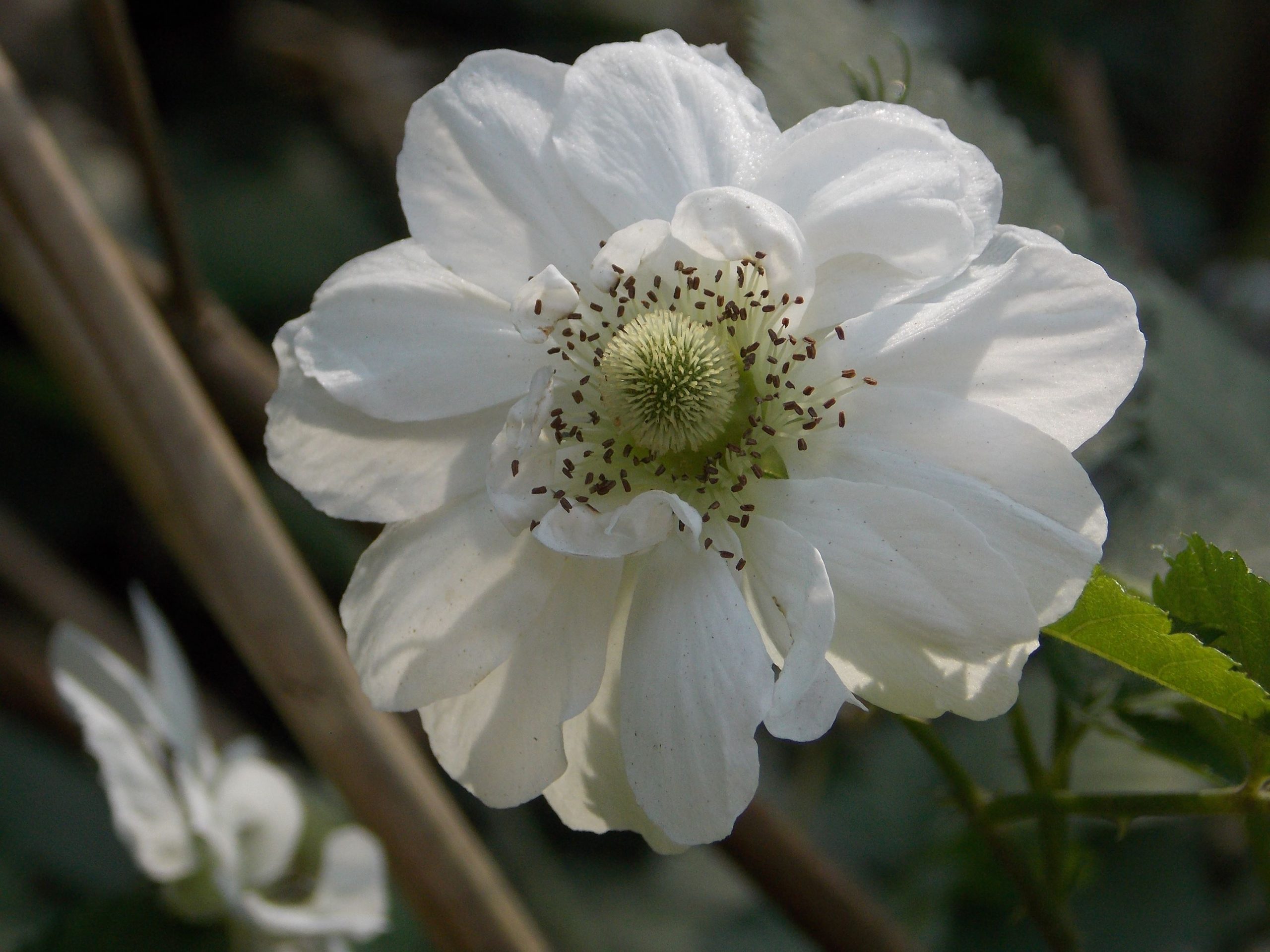 Rubus commersonnii (syn.) – Rubus do Brasil