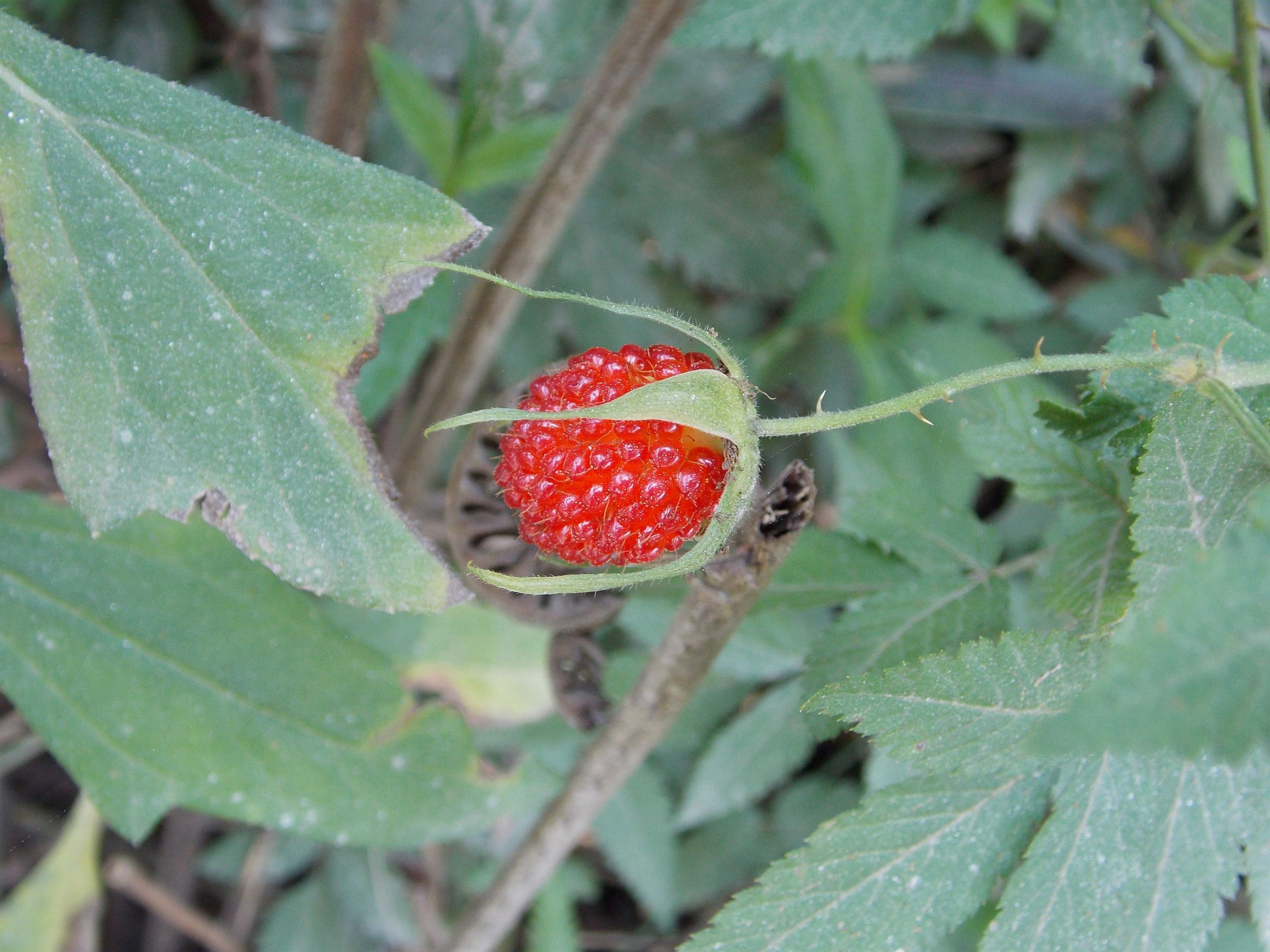 Rubus commersonnii (syn.) – Rubus do Brasil