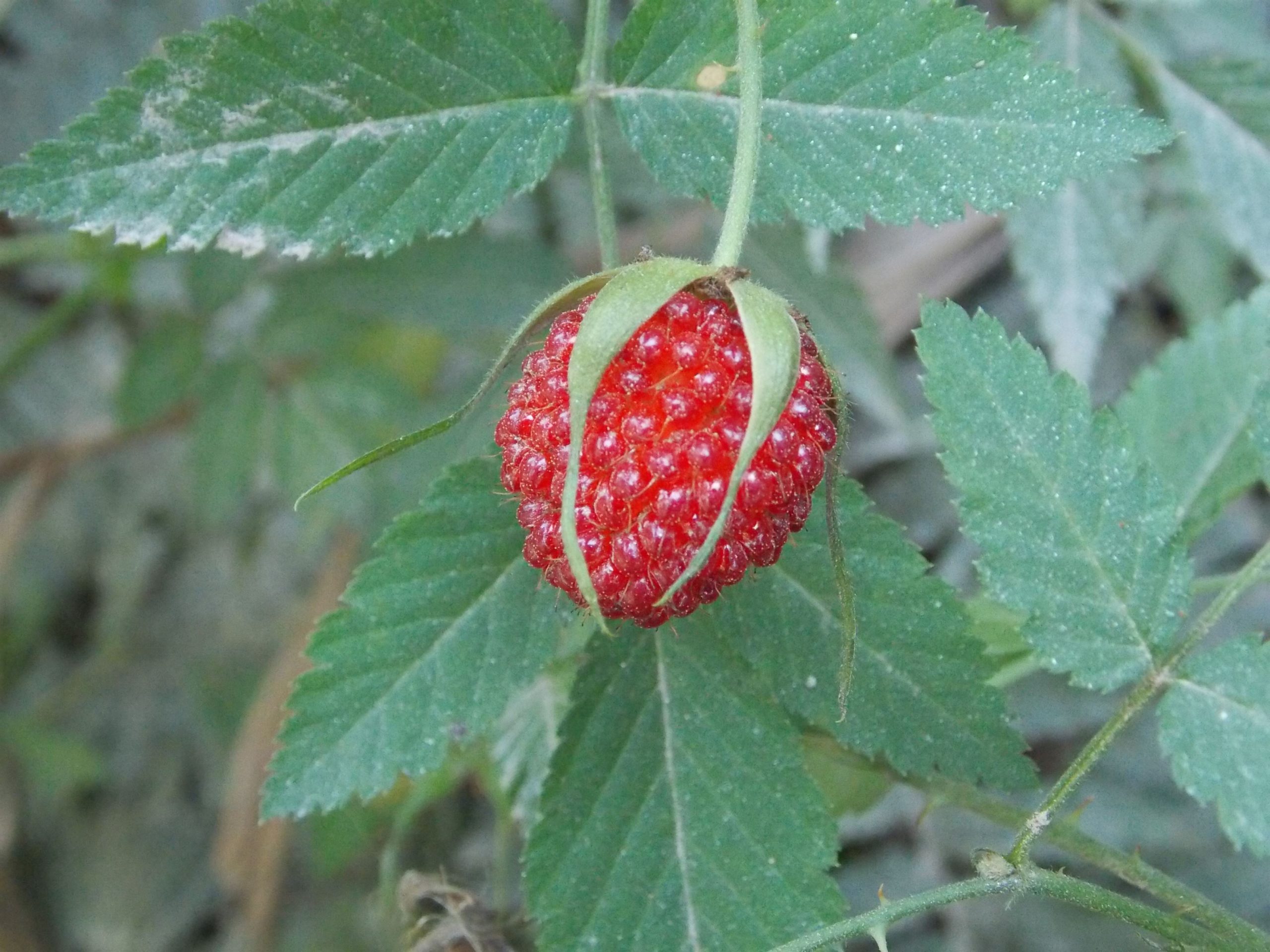 Rubus commersonnii (syn.) – Rubus do Brasil