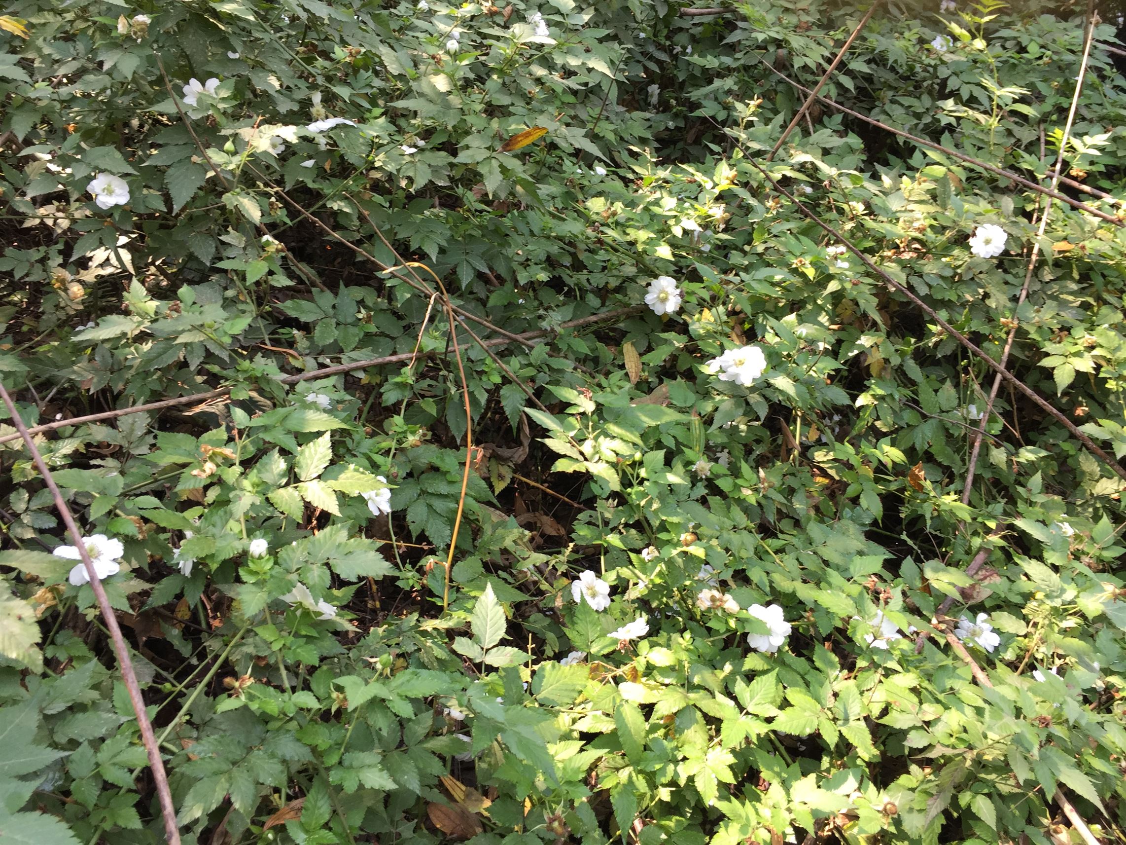 Rubus commersonnii (syn.) – Rubus do Brasil
