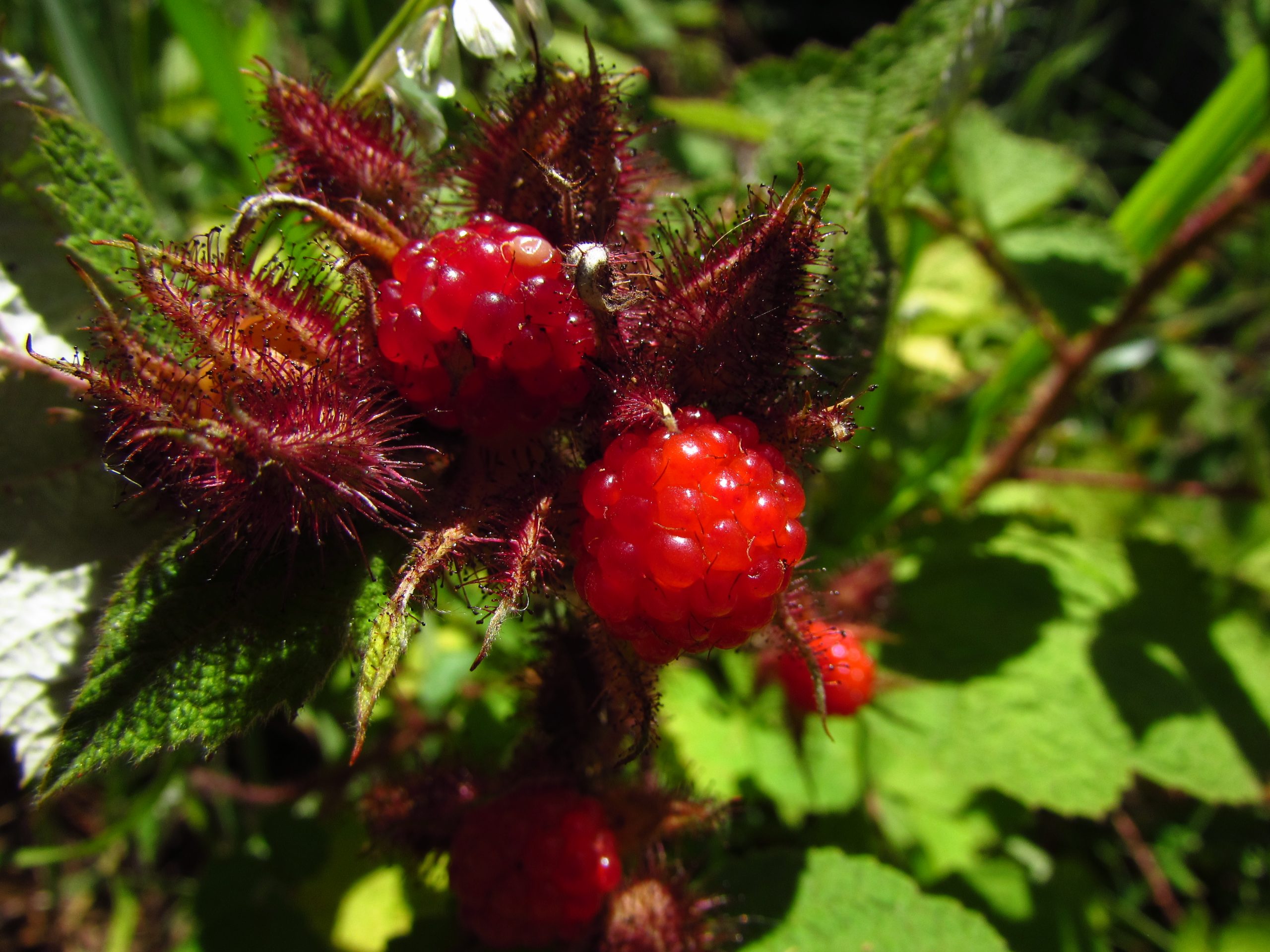 Rubus phoenicolasius – Rubus do Brasil